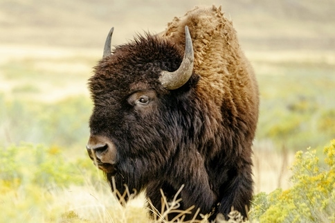 Non-control growth investor Bison Capital targets $500m for Fund VI